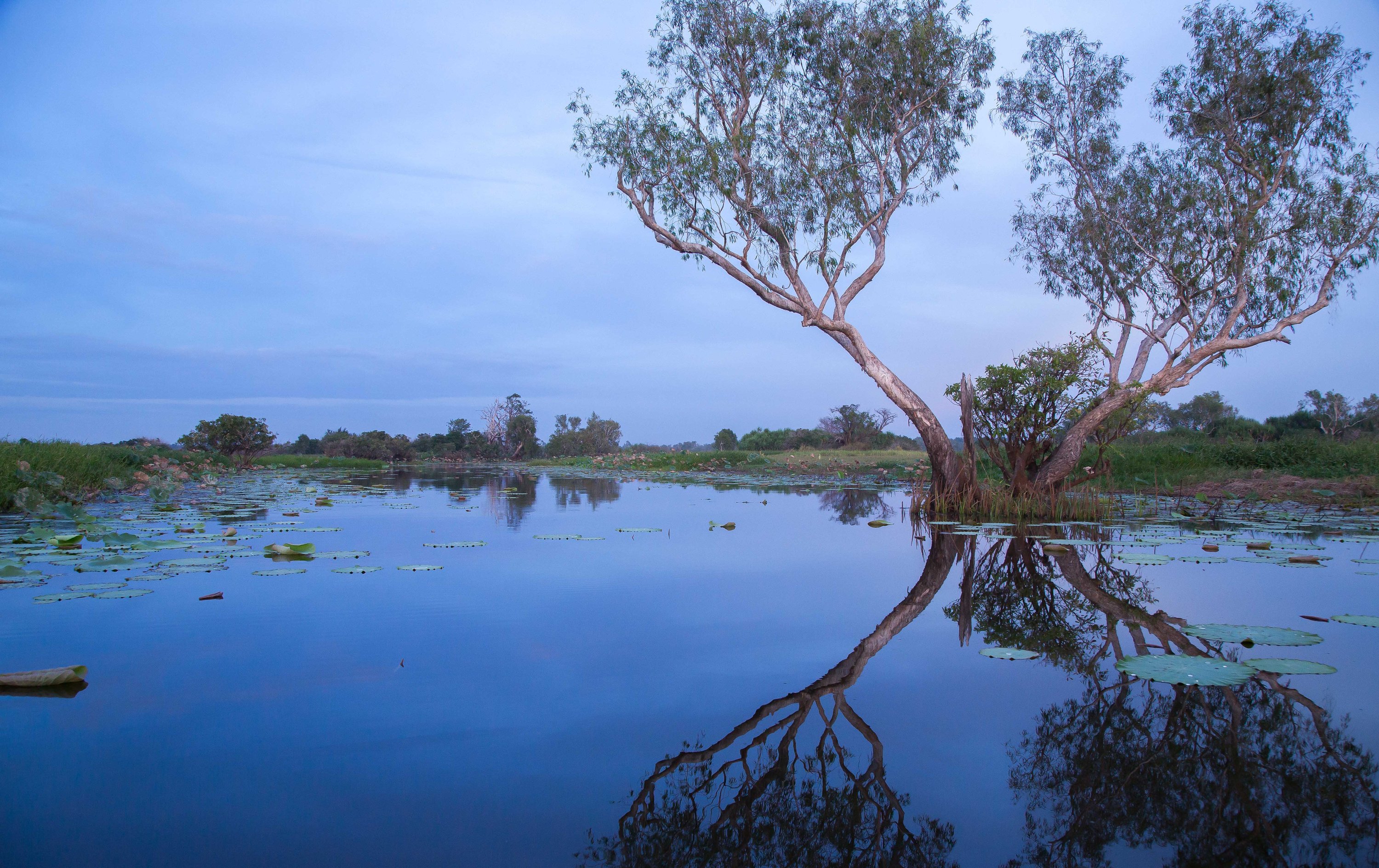 Corroboree Billabong 2-hour Sunrise Wetland Cruise | Travello